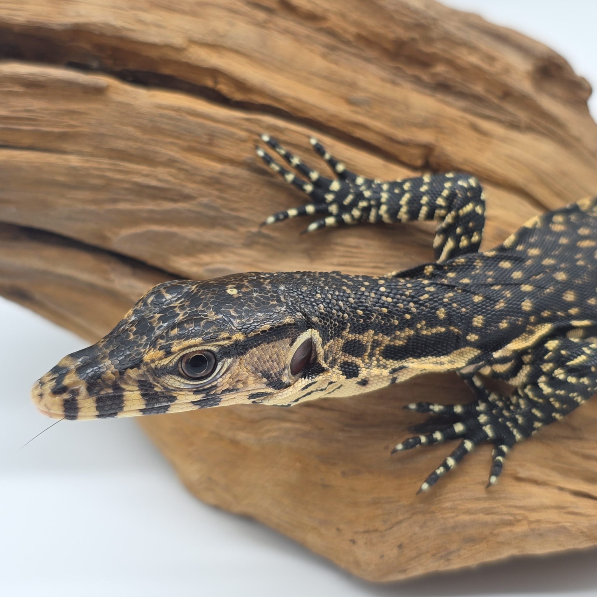 Varanus salvator varan malais Sumatra Localité male 900215007018653 ...