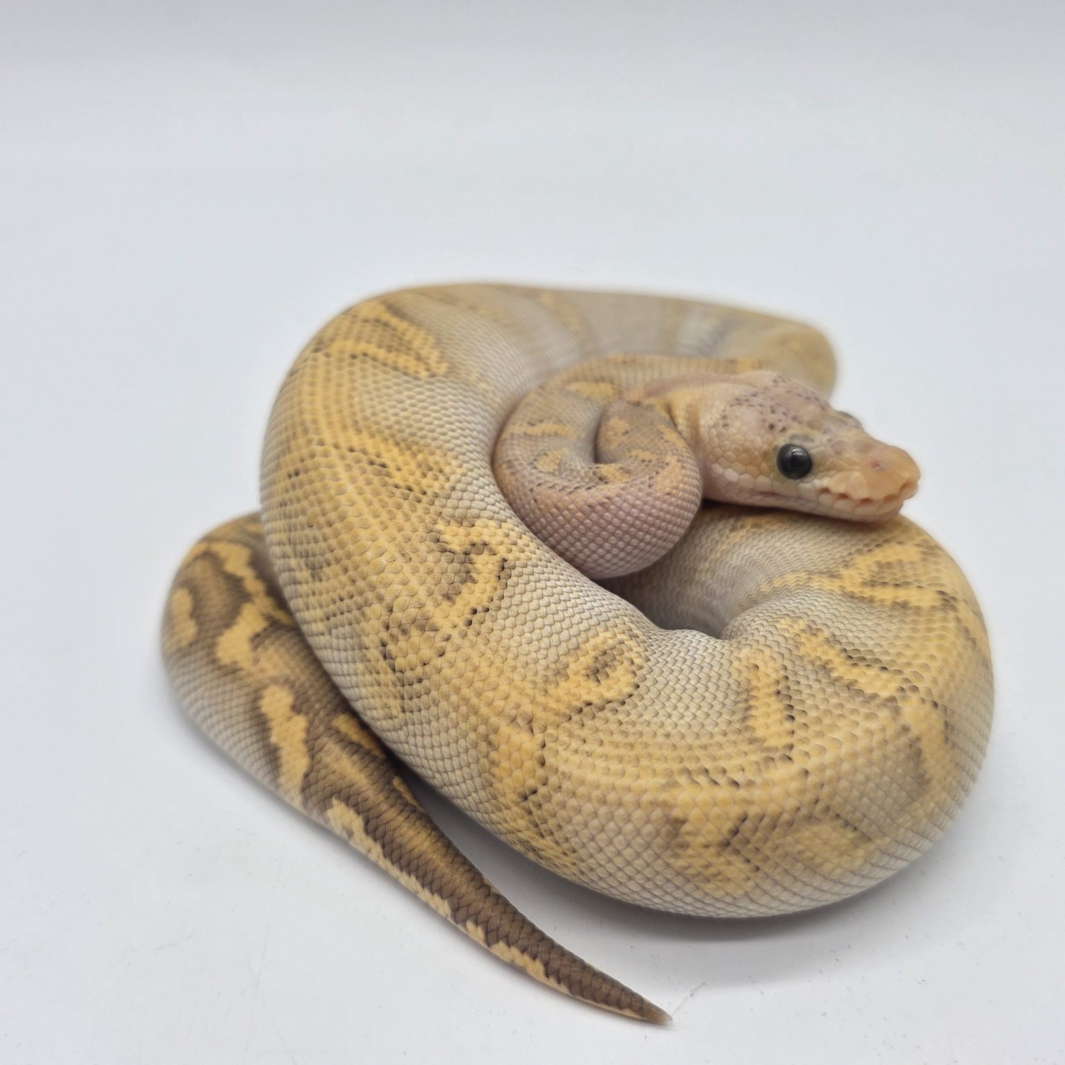 python regius python royal stranger Ghi mojave vanilla pastel clown ...