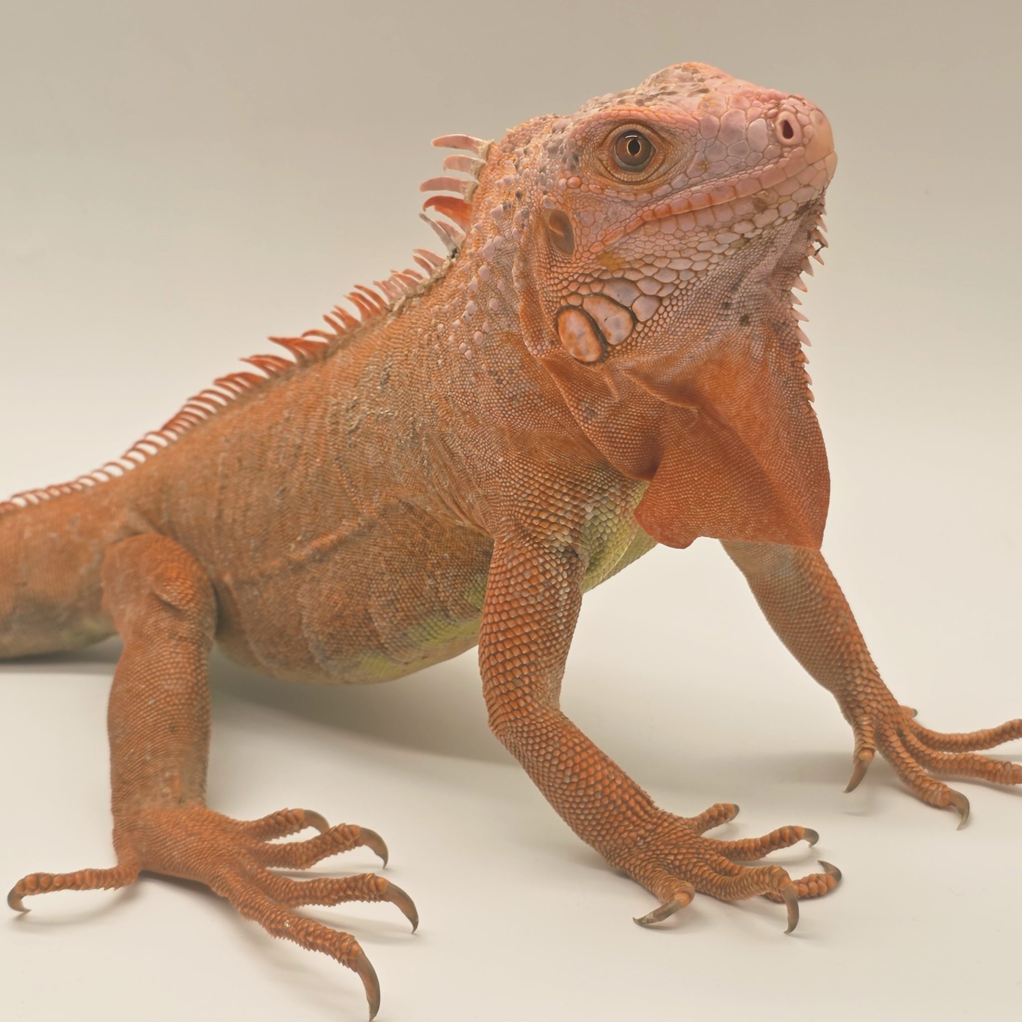iguane vert mutation hypo/albinos red (iguana iguana) femelle 2 ans et ...